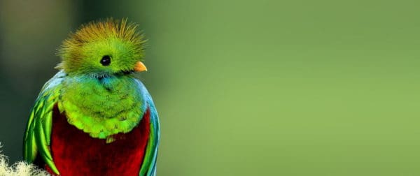 10 Fascinating Facts About Quetzals - A-Z Animals