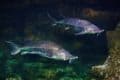 Beluga Sturgeon Fish Facts - Huso huso - A-Z Animals