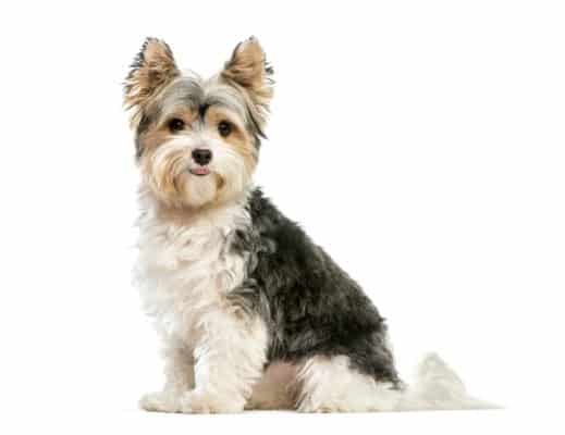 Biewer Terrier Animal Facts - Canis lupus familiaris - A-Z Animals