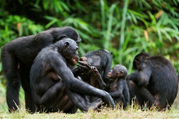 Bonobos Make Love, Not War to Resolve Their Conflicts - A-Z Animals