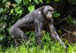 Chimpanzee Animal Facts - Pan troglodytes - A-Z Animals