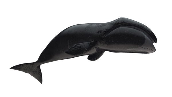 The 200 Year Old Whale: Discover the Oldest Whales in the World - A-Z ...