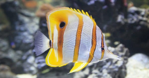 Butterfly Fish Facts - A-Z Animals
