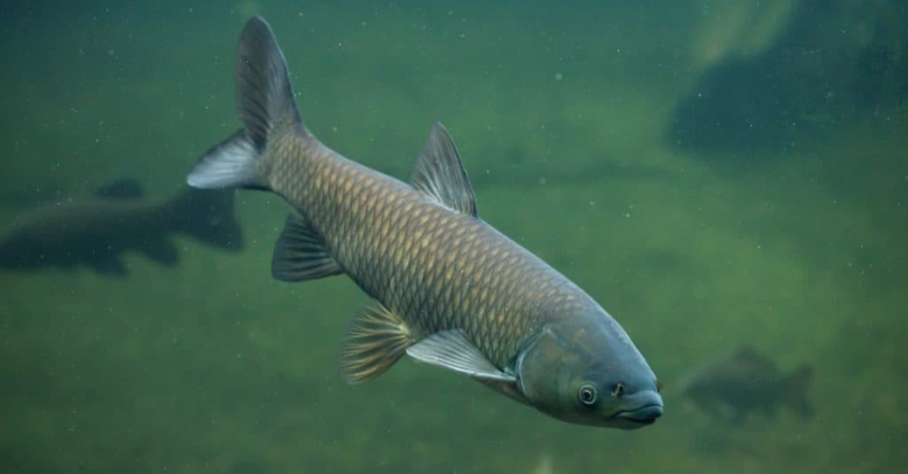 Carp Animal Facts - Cyprinidae - A-Z Animals