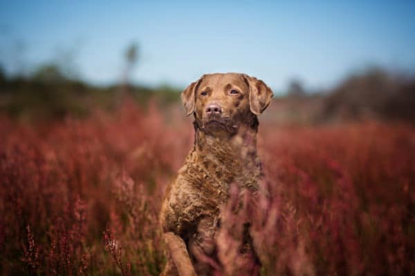 Chesapeake Bay Retriever Colors: Rarest to Most Common - A-Z Animals