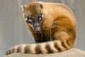 Coati Animal Facts - Nasua nasua - A-Z Animals