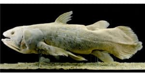 Coelacanth Animal Facts - Coelacanthiformes - A-Z Animals