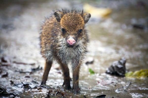 Collared Peccary Animal Facts - Pecari tajacu - A-Z Animals