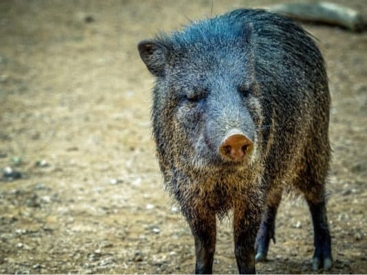 Collared Peccary Animal Pictures | A-Z Animals
