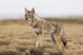 Coyote Animal Pictures | A-Z Animals