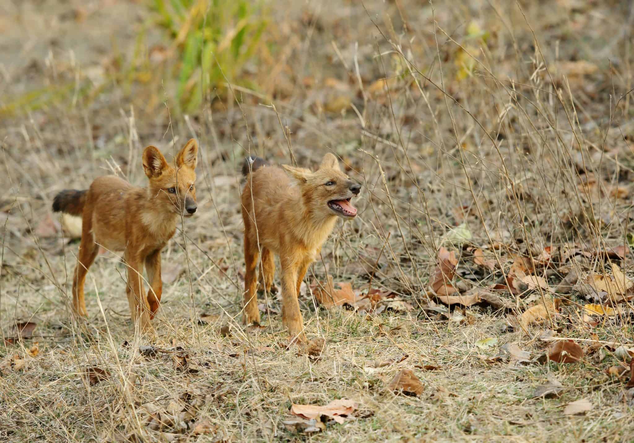 Dhole Animal Facts - Cuon alpinus - A-Z Animals