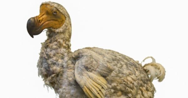 Dodo Bird Facts - Raphus cucullatus - A-Z Animals
