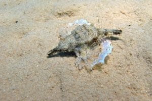 Dragonfish Animal Facts - A-Z Animals