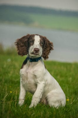 English Springer Spaniel Dog Breed Complete Guide | AZ Animals