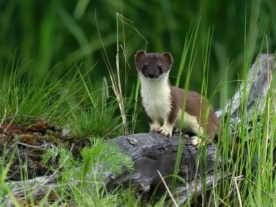 Ermine Animal Facts | Mustela erminea | AZ Animals