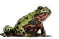 Fire-Bellied Toad (Bombina) | AZAnimals.com