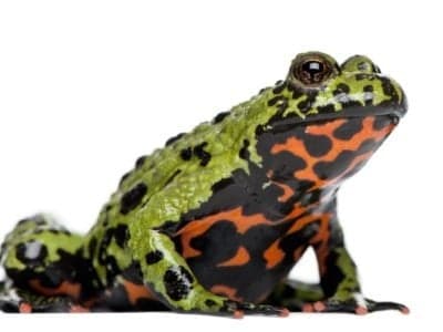 Fire-Bellied Toad Animal Facts | Bombina - AZ Animals