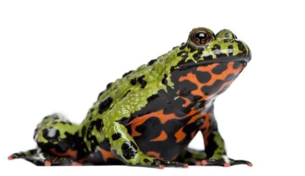 Fire-Bellied Toad Animal Facts - Bombina orientalis - A-Z Animals