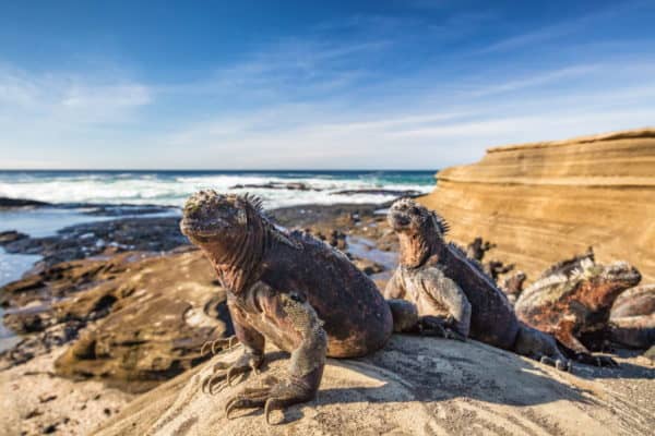 Animals That Start With I Listed With Pictures Facts A Z Animals