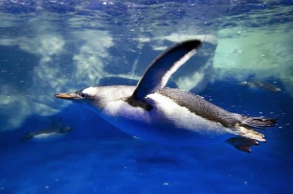 The 30 Coolest Facts About Penguins - A-Z Animals