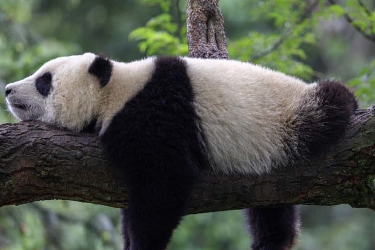How Many Pandas Are In The World? - A-Z Animals