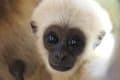 Gibbon (Hylobatidae) | Incredible Facts, Habitat, Pictures | AZ Animals