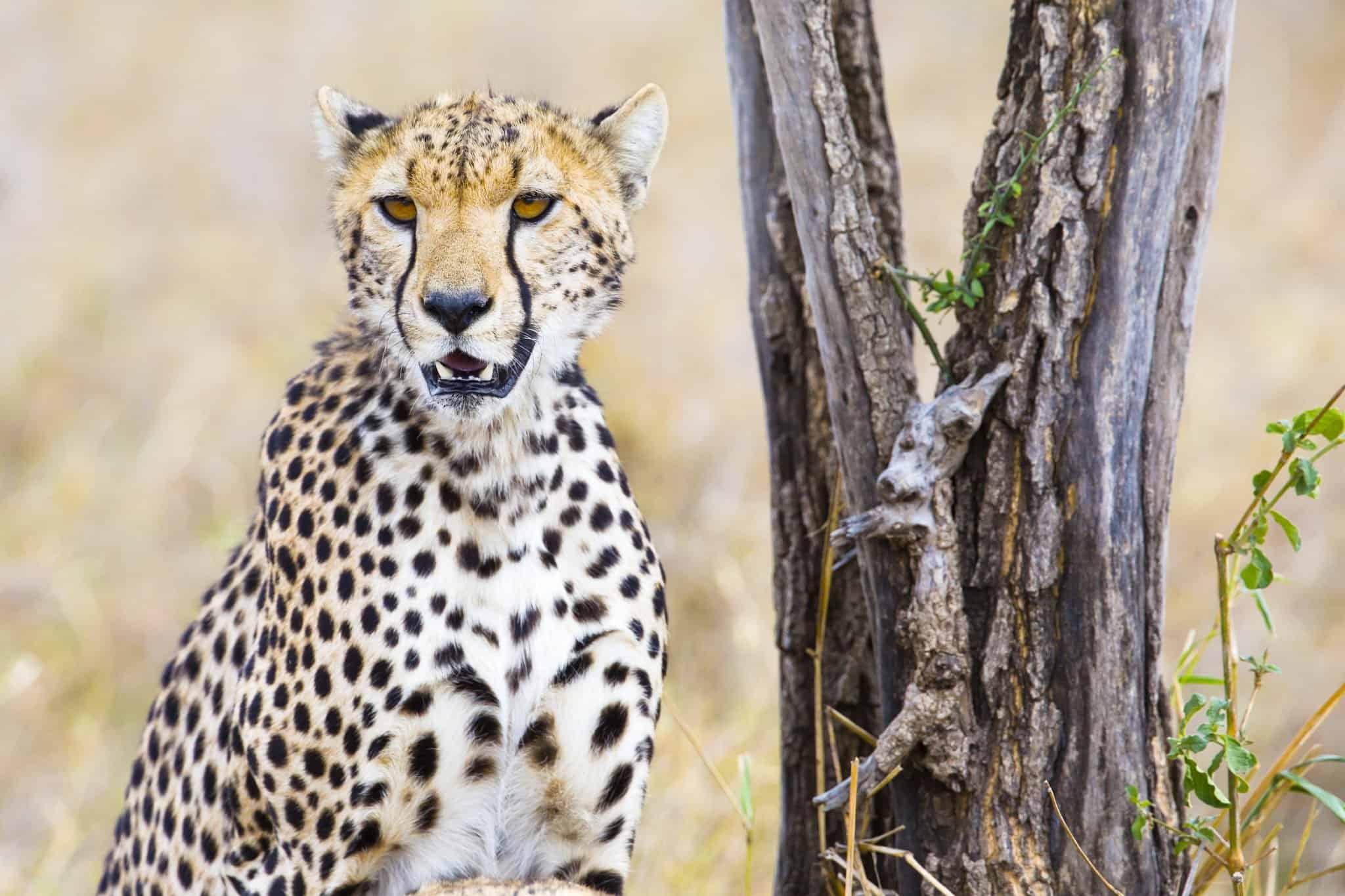 Can Cheetahs Climb Trees? - A-Z Animals