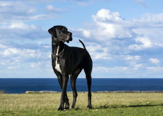 Great Dane Vs. German Shepherd: Which Breed Will Win Your Heart? - A-Z ...