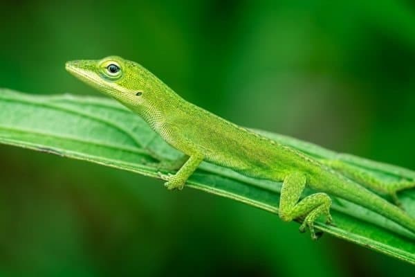 Green Anole Animal Facts | Anolis carolinensis | AZ Animals