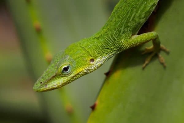 Green Anole Animal Facts | Anolis carolinensis | AZ Animals