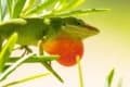 What Do Green Anoles Eat? The Main Foods in their Diet - A-Z Animals