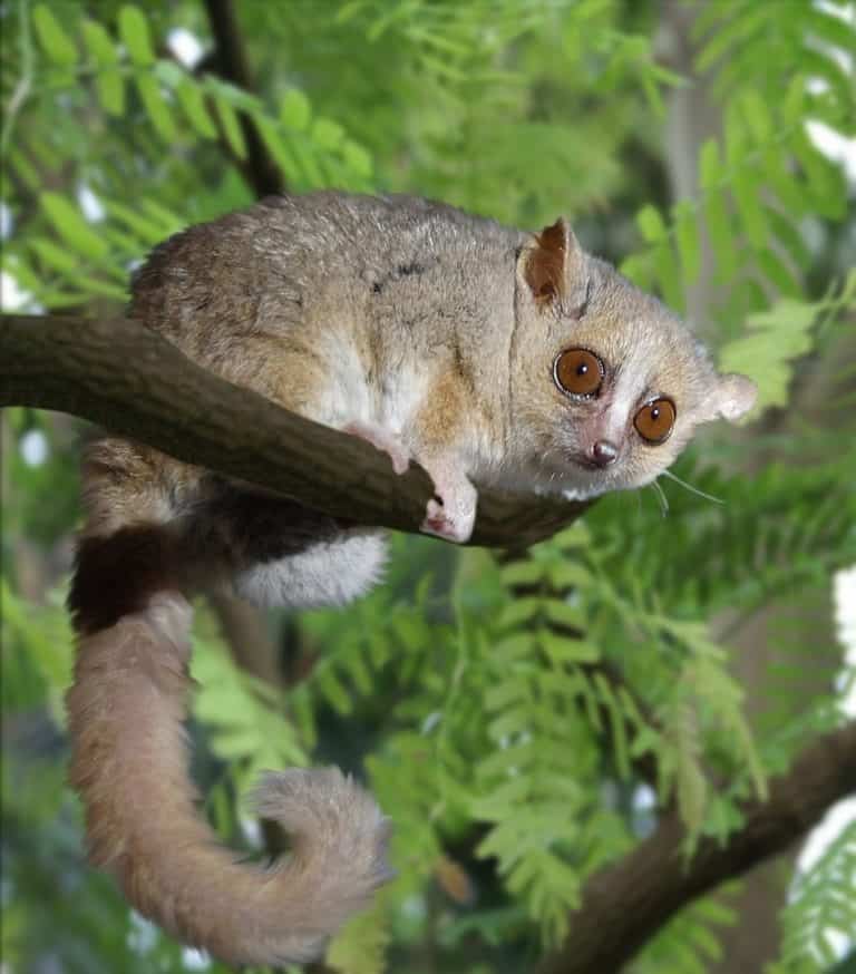 Lemur Animal Facts - Lemuriformes - A-Z Animals