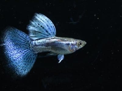 Guppy Fish Facts | Poecilia reticulata | AZ Animals