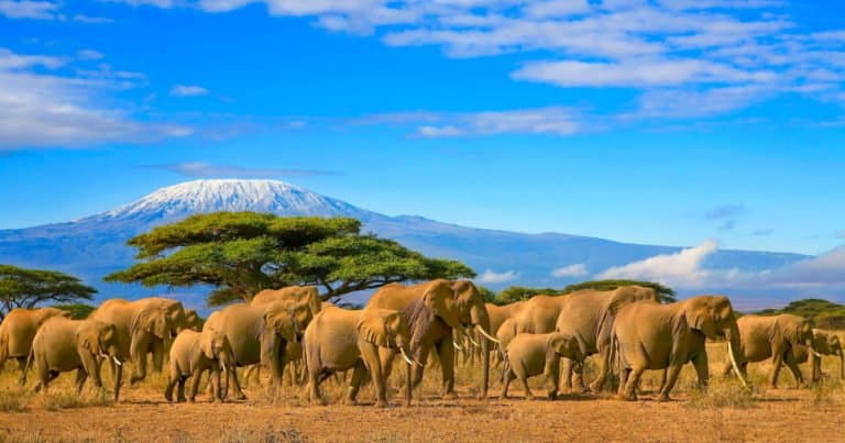 Animals that Start with E - Listed With Pictures, Facts - A-Z Animals