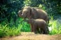 What Is The World's Largest Elephant? - A-Z Animals