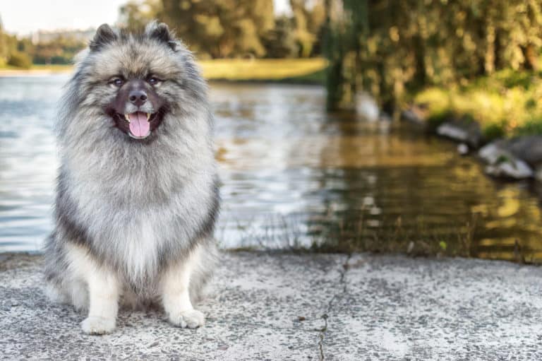 From Puppy to Full Grown: This Is How Big Your Keeshond Might Get ...
