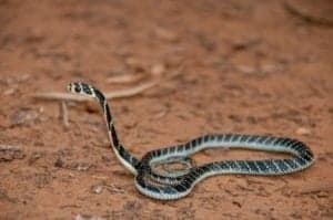 King Cobra vs Python: 5 Key Differences - A-Z Animals