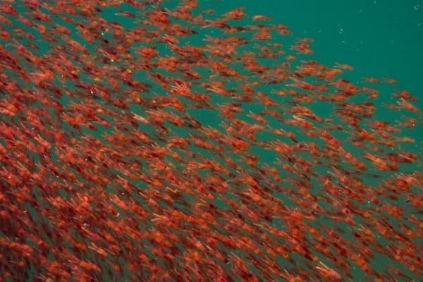 Krill vs Shrimp: What Are the Differences? - A-Z Animals