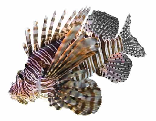 Lionfish Fish Facts - Pterois volitans - A-Z Animals