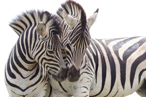 9 Cases of Cooperation in the Animal Kingdom - A-Z Animals