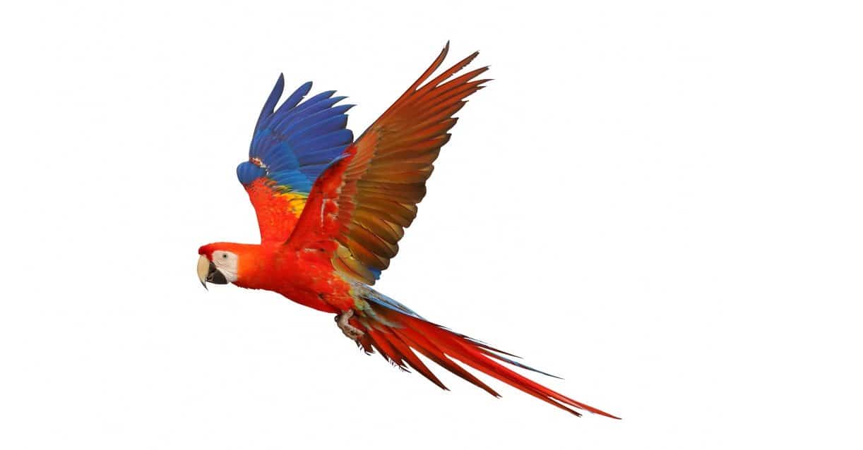 Macaw Bird Facts - A-Z Animals