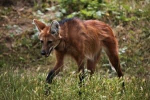 10 Key Facts About Maned Wolves - A-Z Animals