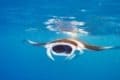 Eagle Ray vs Manta Ray: What are the Differences? - A-Z Animals