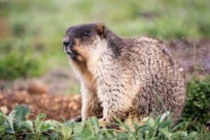 Marmot Animal Facts - Marmota - A-Z Animals