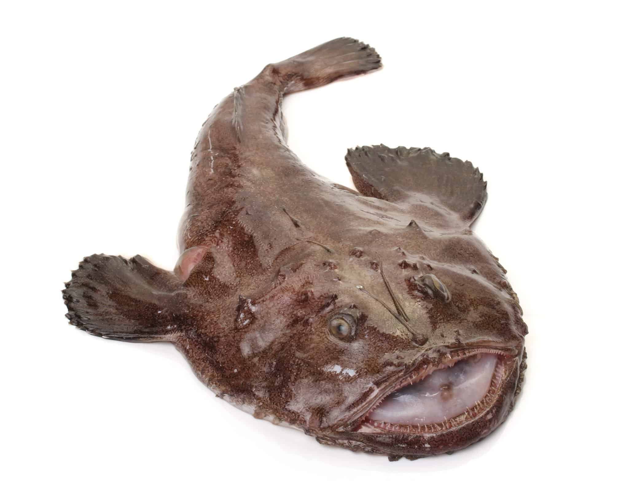 Monkfish Fish Facts - A-Z Animals