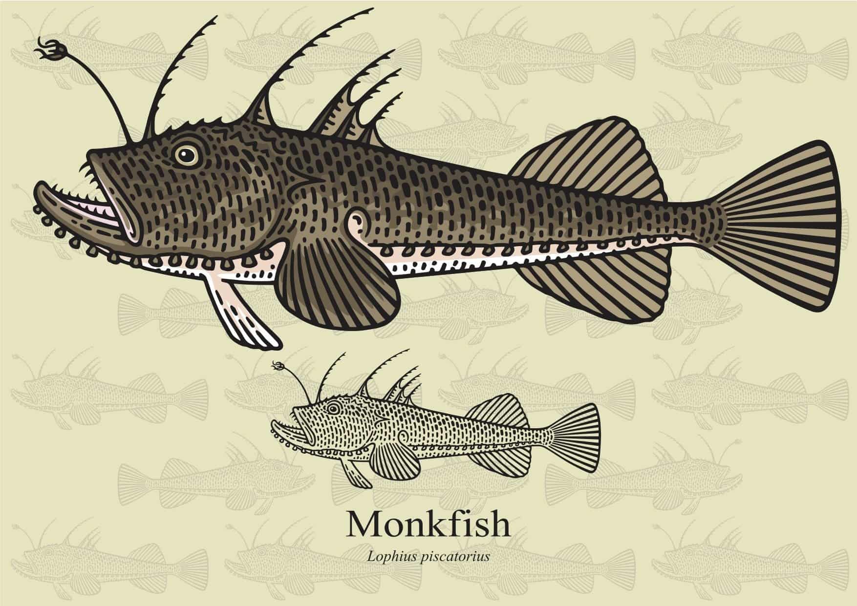 Monkfish Pictures - AZ Animals