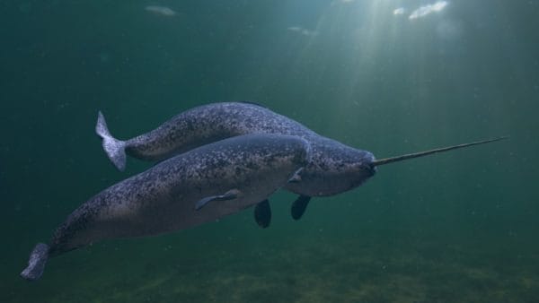 Narwhal Animal Pictures | A-Z Animals