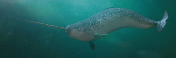 Narwhal: 13 Top Facts for the Unicorn of the Seas - A-Z Animals