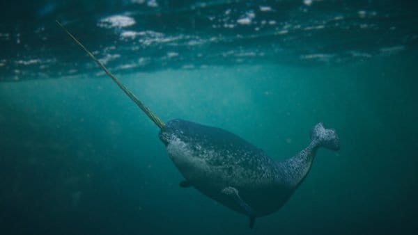 Narwhal Animal Pictures | A-Z Animals