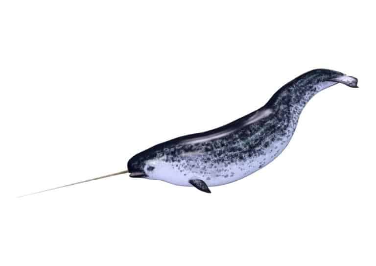 Narwhal: 13 Top Facts for the Unicorn of the Seas - A-Z Animals
